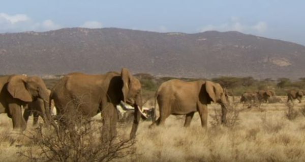 Namibia Culls Ten ‘Dangerous’ Elephants To Protect Farmers, Crops ...