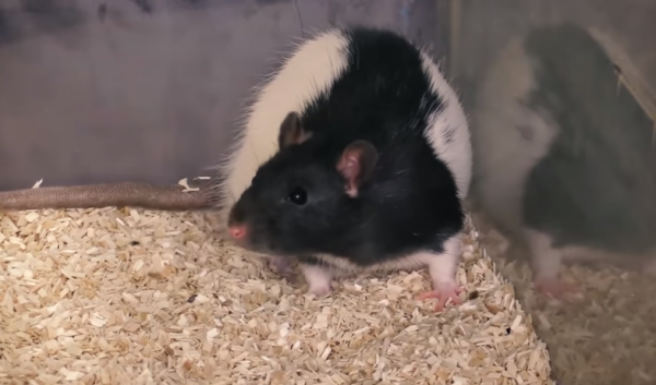 Gene Therapy Reverses Rat’s Paralysis | Unicpress